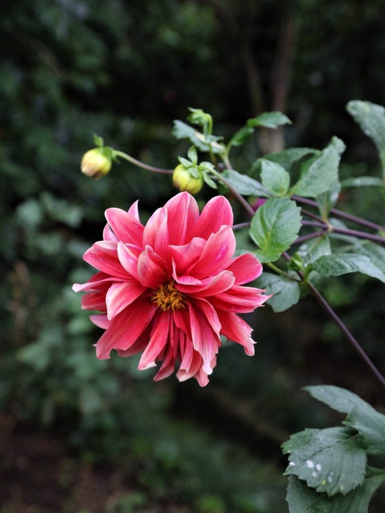 Conoce la casa - Casa Popenoe EnCasa Popenoe En